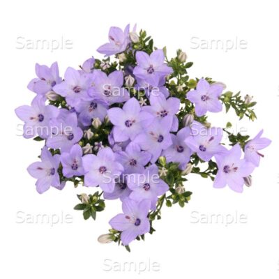 F1003 – sozaiya.com