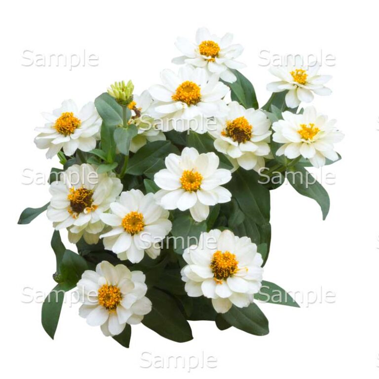 花素材 – sozaiya.com