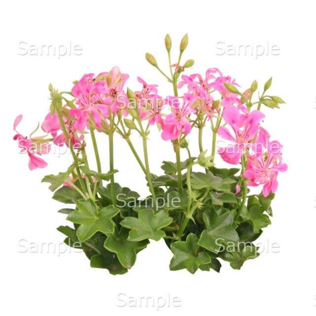 花素材 – sozaiya.com