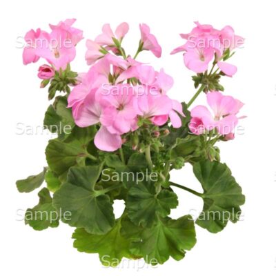 F1006 – sozaiya.com