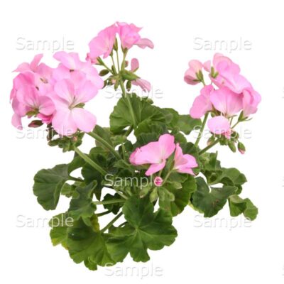 花素材 – sozaiya.com