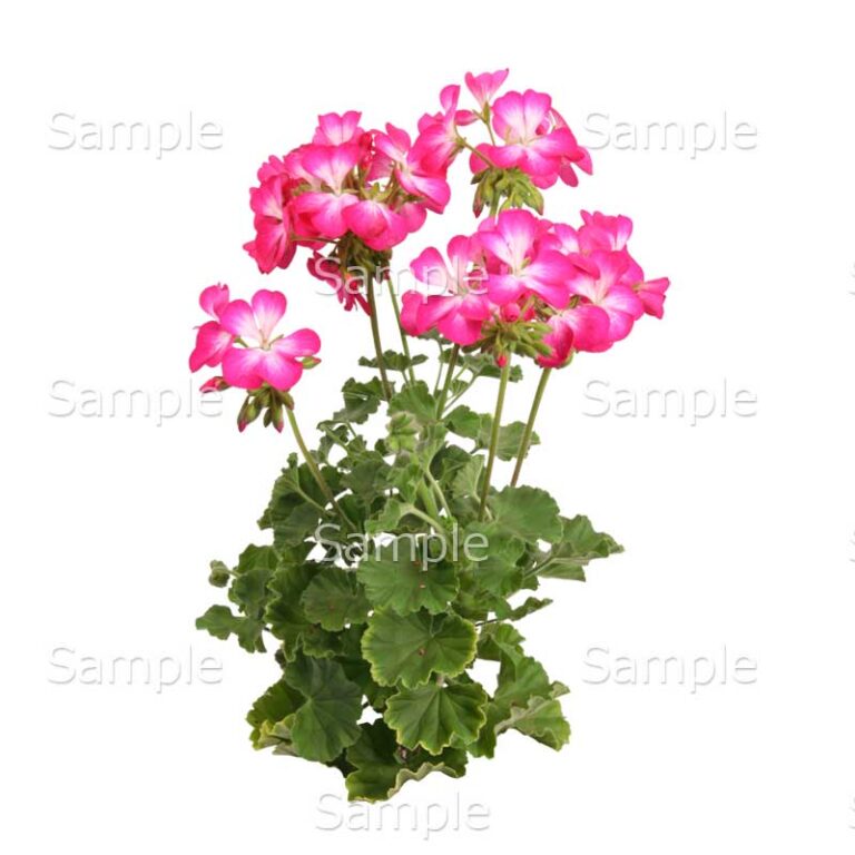 花材 – sozaiya.com