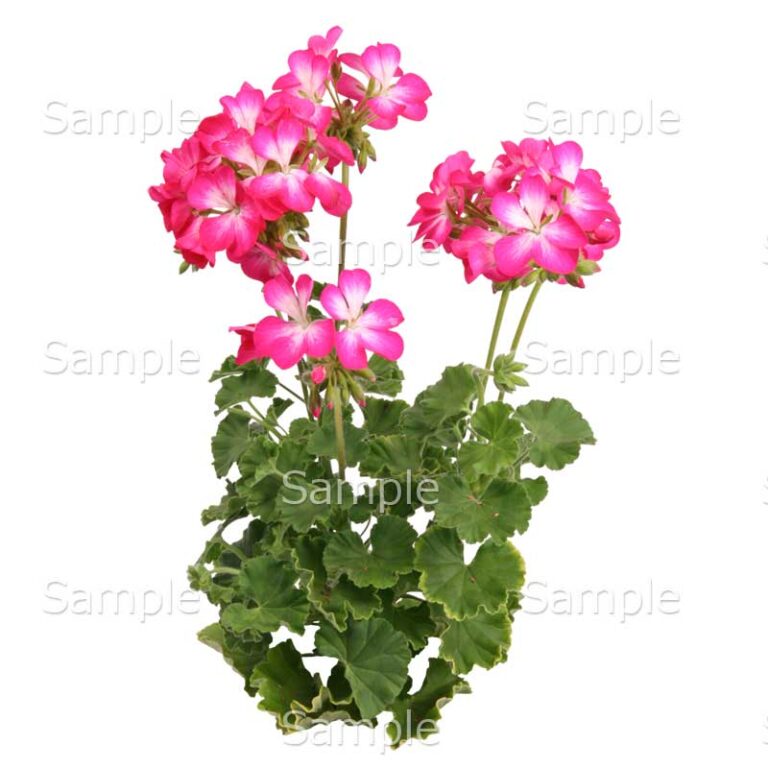 花素材 – sozaiya.com