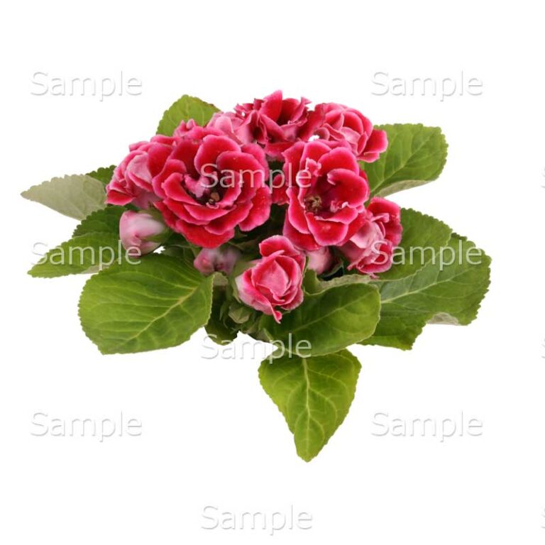 花材 – sozaiya.com