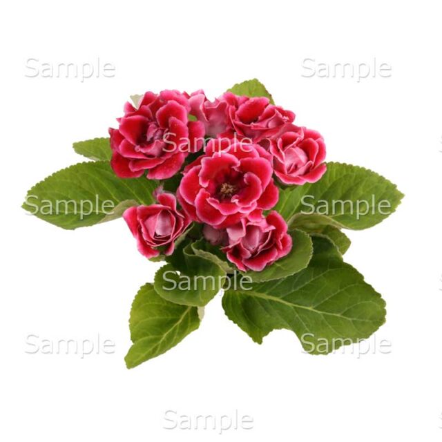 花素材 – sozaiya.com