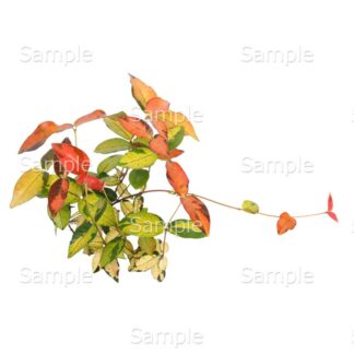 F1007 – sozaiya.com