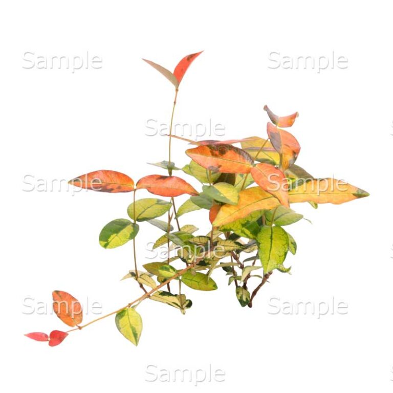 F1001 – sozaiya.com