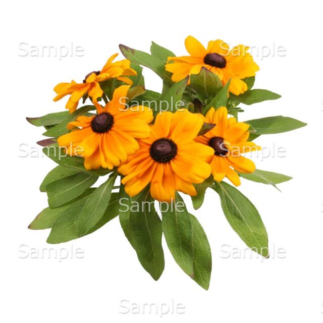 花材 – sozaiya.com