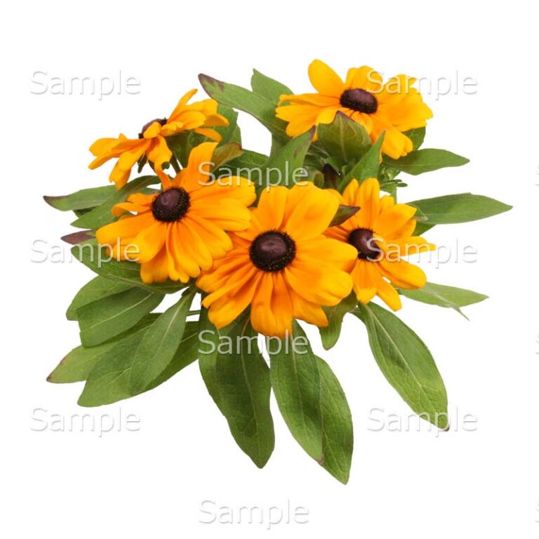 花材 – sozaiya.com