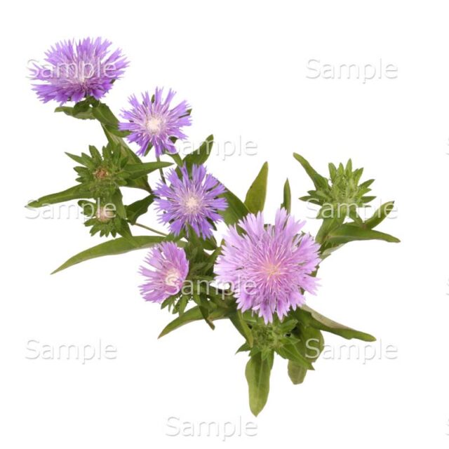 F1016 – sozaiya.com