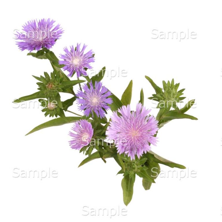 2f104 – sozaiya.com