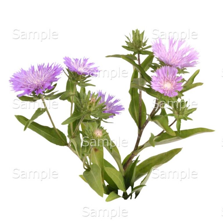 F1007 – sozaiya.com