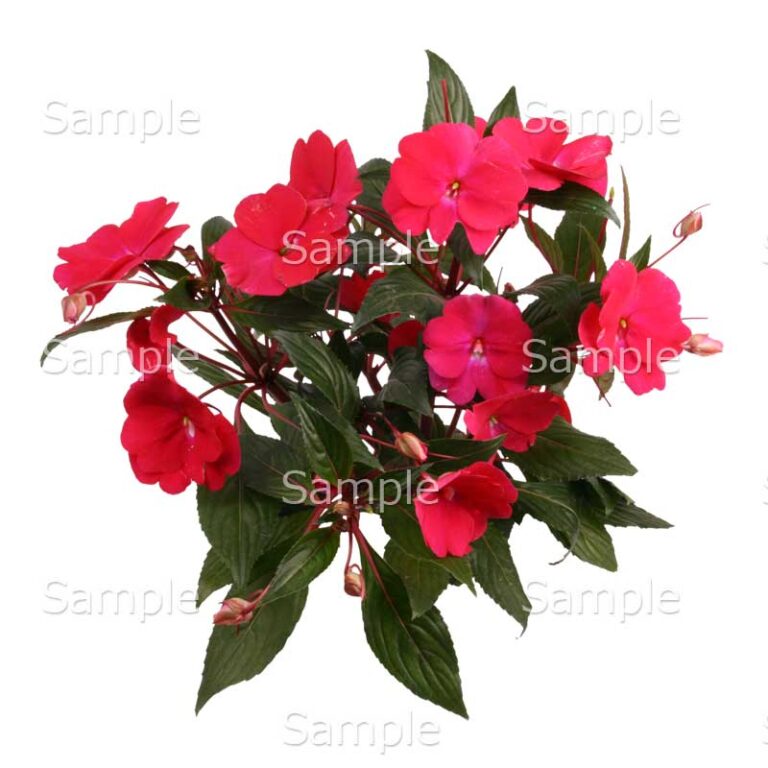 F1004 – sozaiya.com