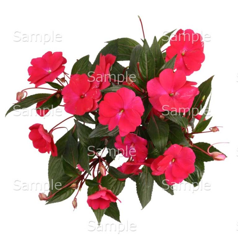 花素材 – sozaiya.com