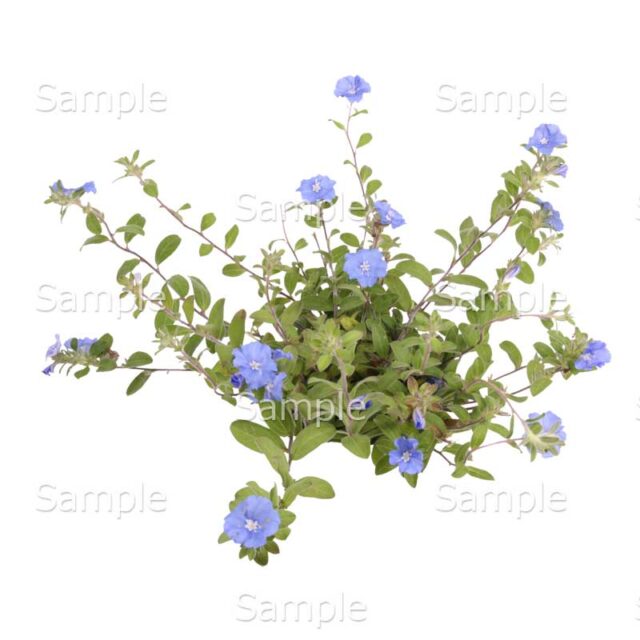 F1001 – sozaiya.com