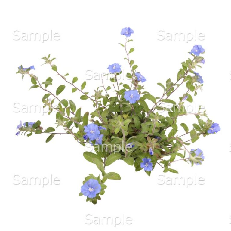 F1001 – sozaiya.com