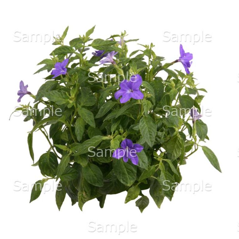 花素材 – sozaiya.com