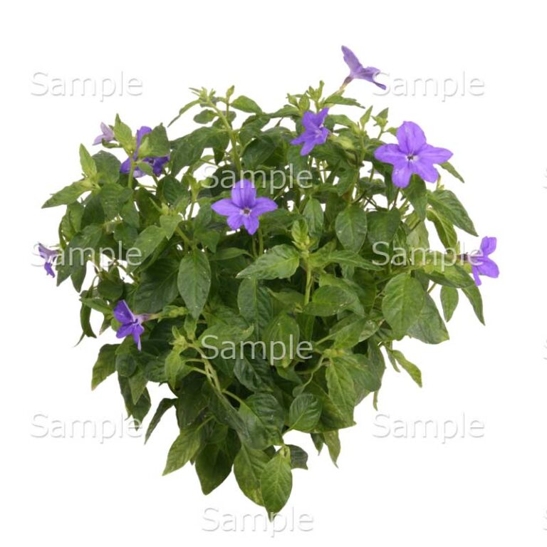 花素材 – sozaiya.com