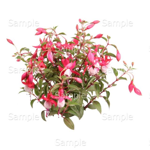 F1001 – sozaiya.com