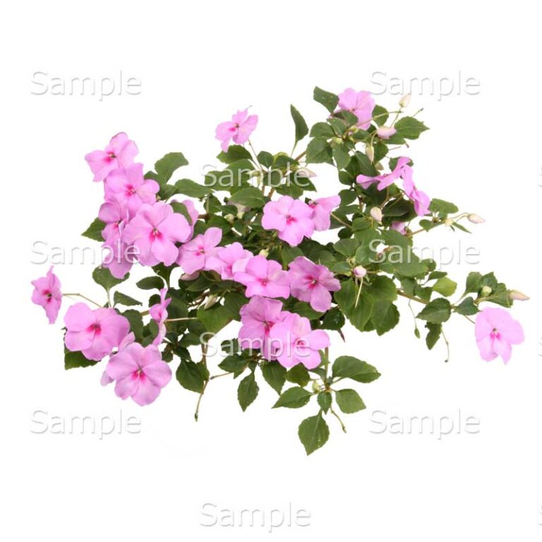 花素材 – ページ 2 – sozaiya.com