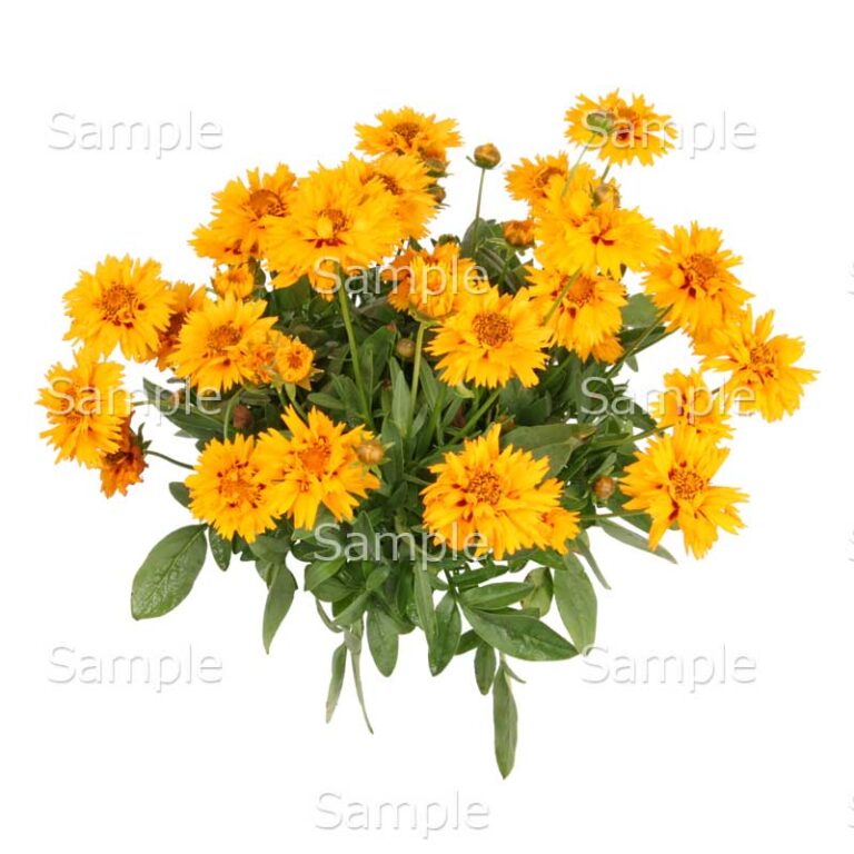 花素材 – sozaiya.com