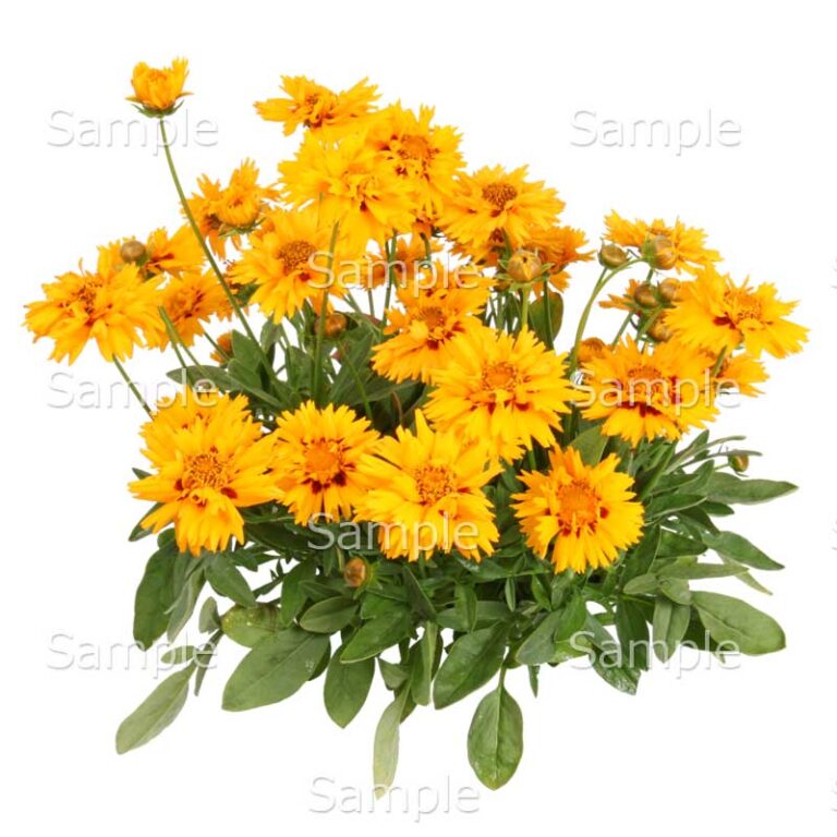 花素材 – ページ 2 – sozaiya.com