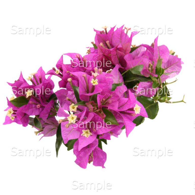 花素材 – sozaiya.com