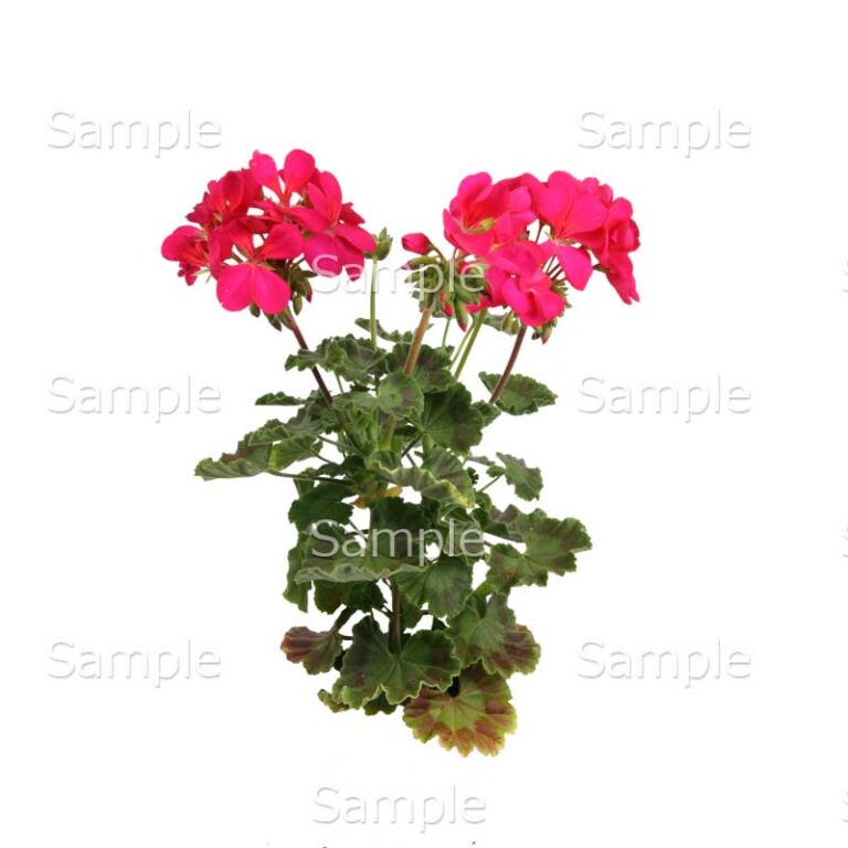 F1016 – sozaiya.com