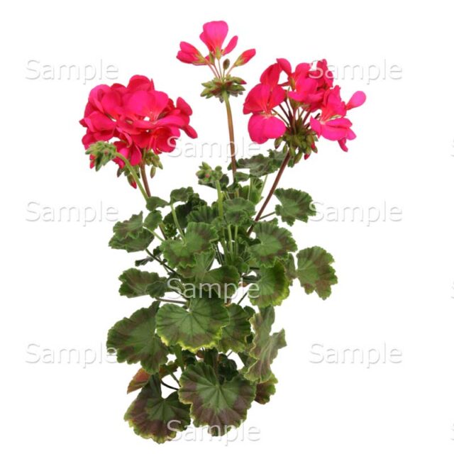 花素材 – sozaiya.com