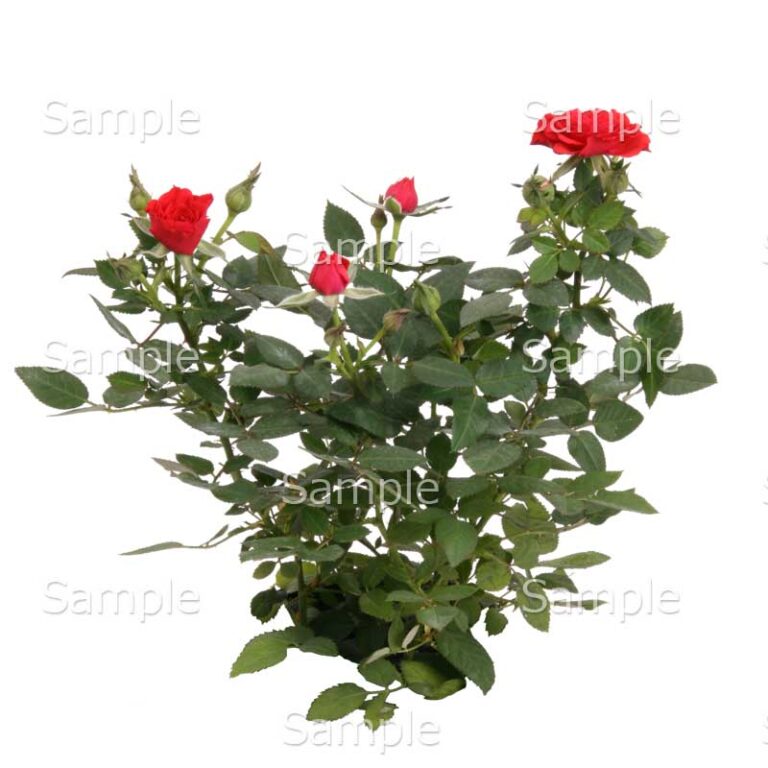 花素材 – sozaiya.com