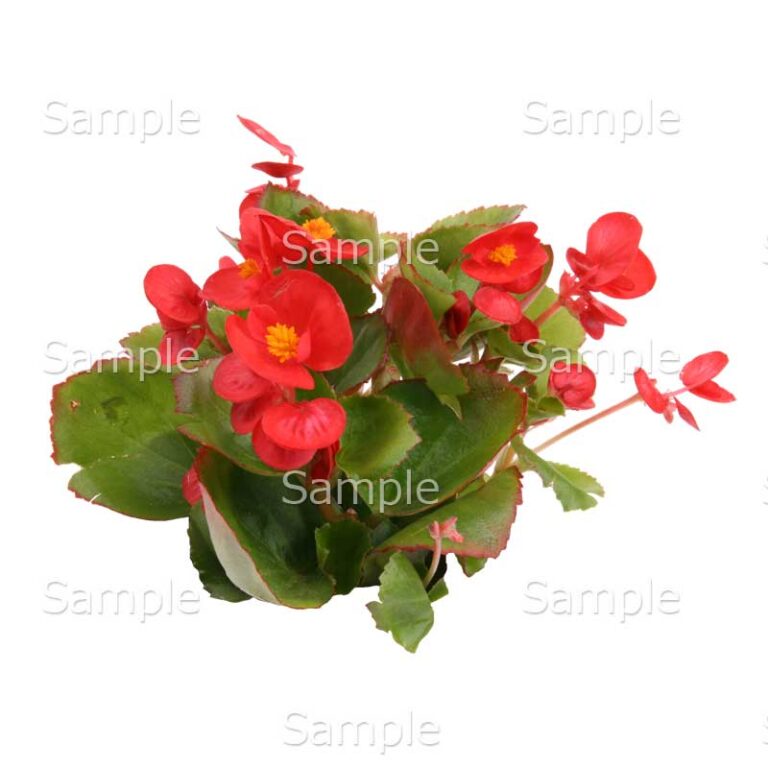 F1002 – sozaiya.com