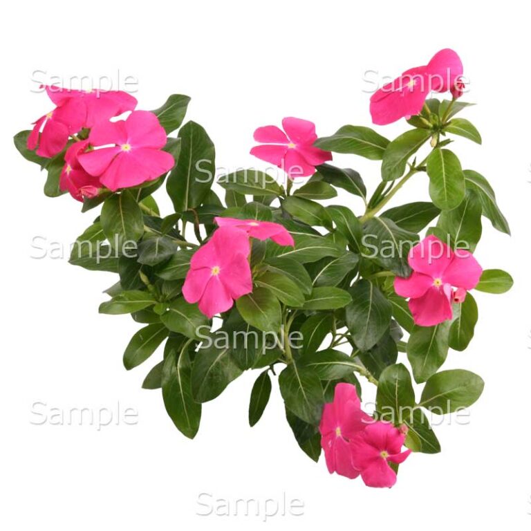 F1007 – sozaiya.com