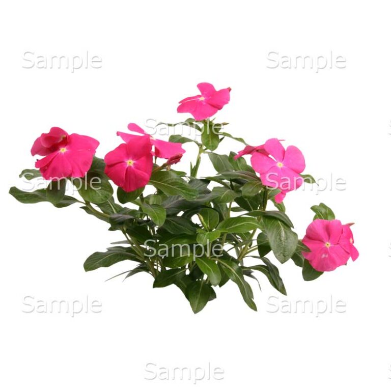 花素材 – sozaiya.com