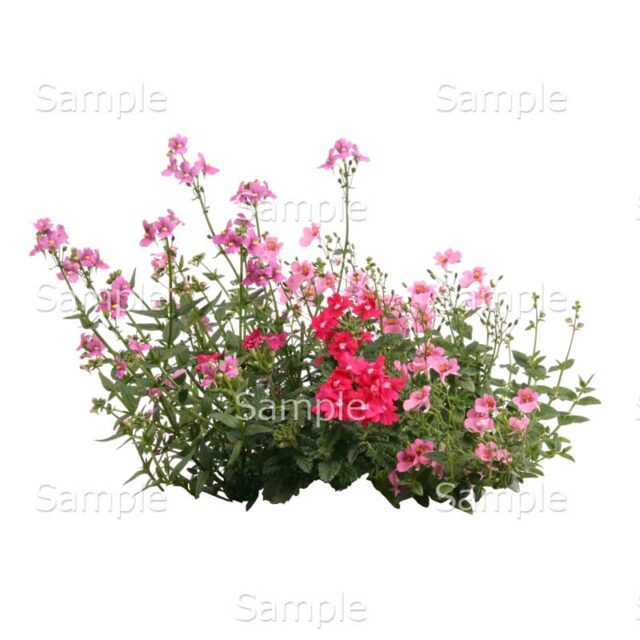 F1007 – sozaiya.com