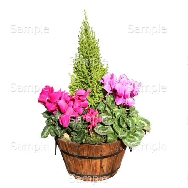 花素材 – sozaiya.com