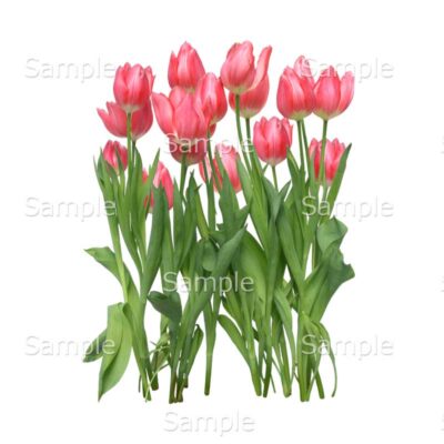 F1011 – sozaiya.com