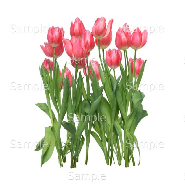 花素材 – sozaiya.com