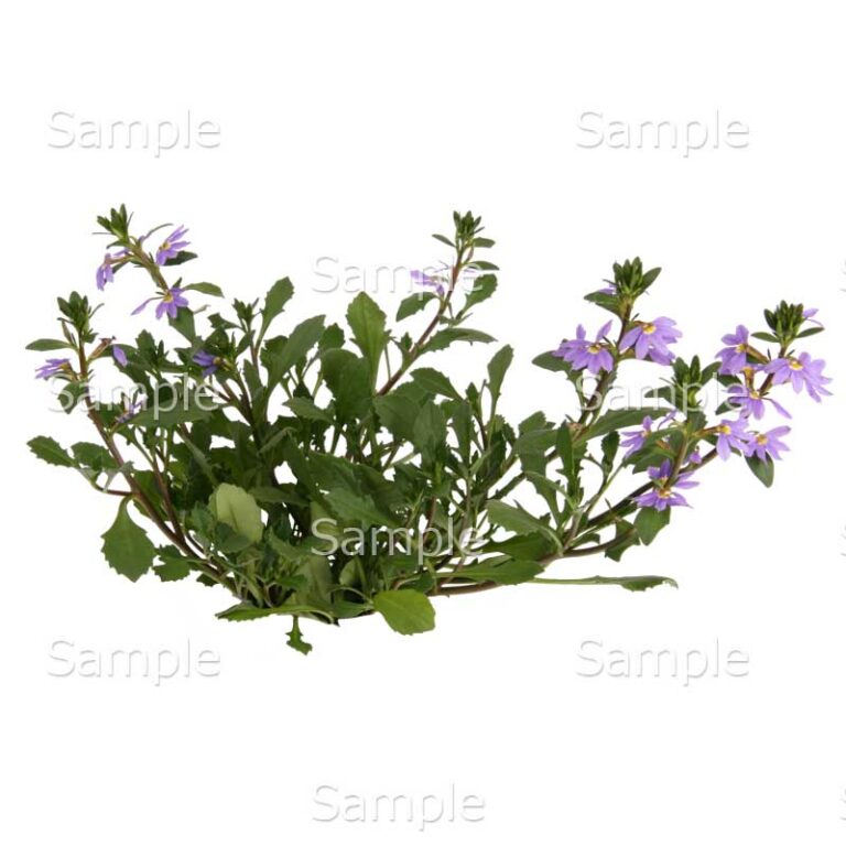 花素材 – sozaiya.com