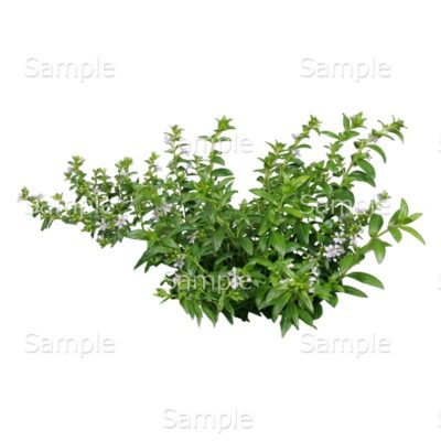 F1007 – sozaiya.com