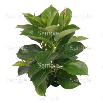 F1003 – sozaiya.com