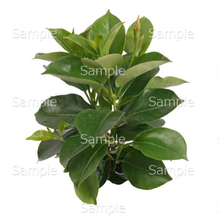 F1007 – sozaiya.com