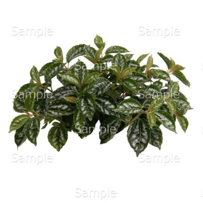 F1007 – sozaiya.com