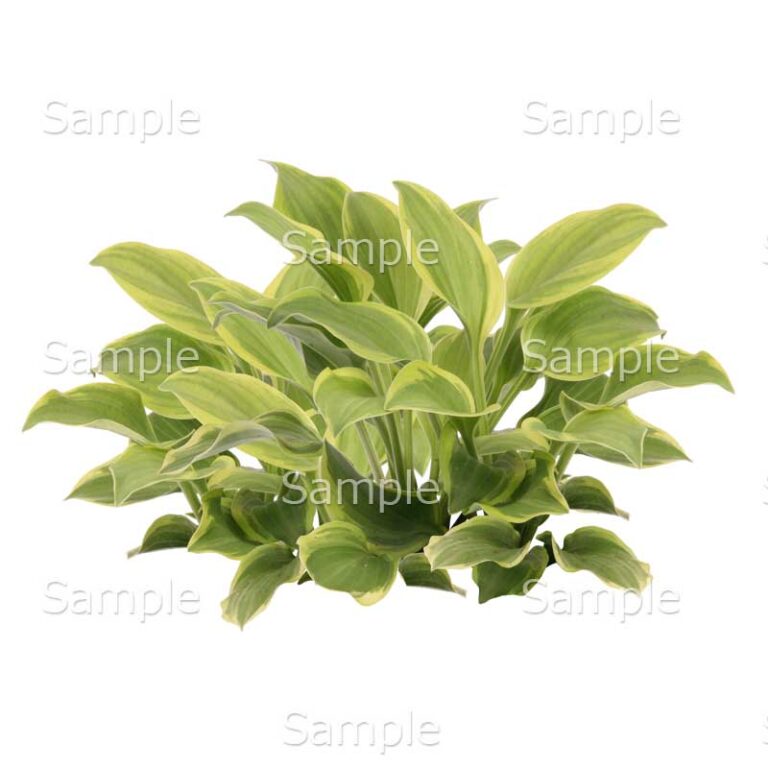 花素材 – sozaiya.com