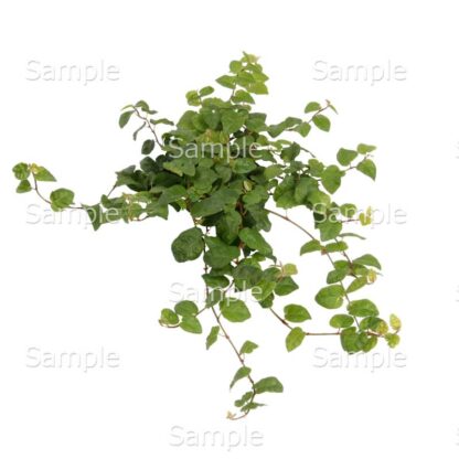 花素材 – sozaiya.com