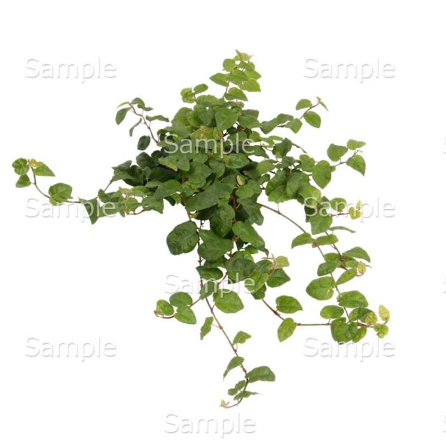 花素材 – sozaiya.com