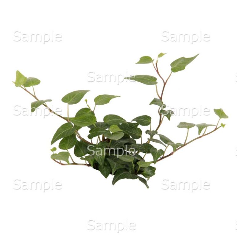 kokedama04 – sozaiya.com