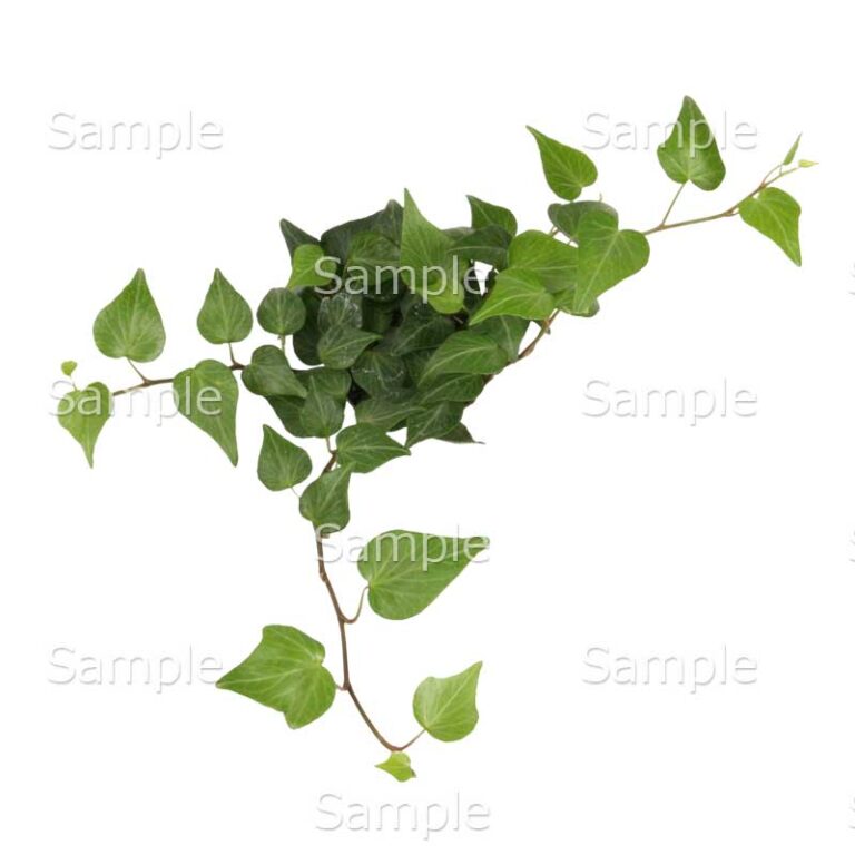 花素材 – sozaiya.com