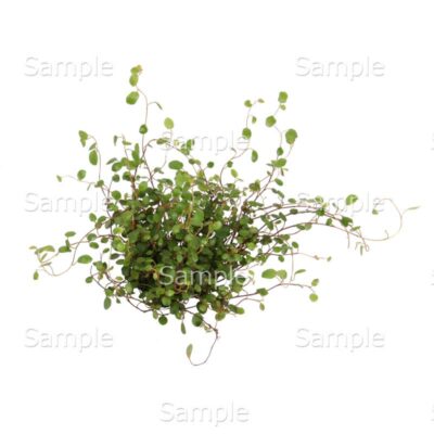 F1001 – sozaiya.com