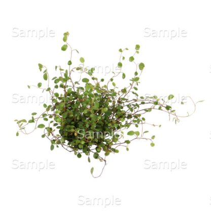 bonhachi_01 – sozaiya.com