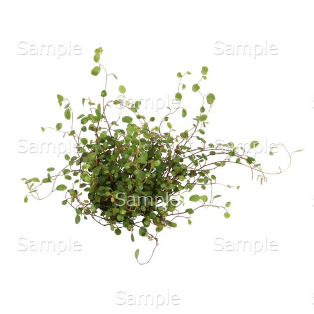 2f156 – sozaiya.com